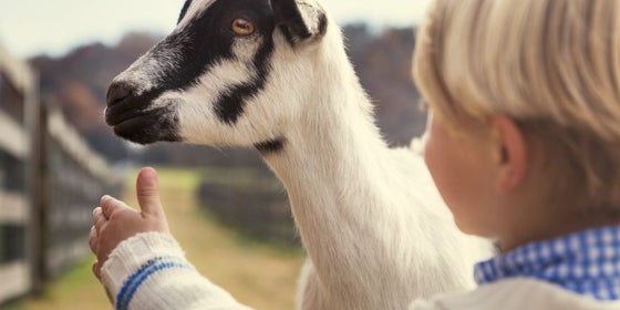 Biltmore - Visit America's Largest Home, built by George Vanderbilt.