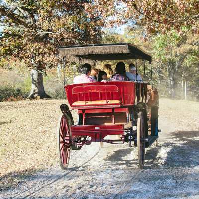 60-Minute Carriage Ride - Biltmore