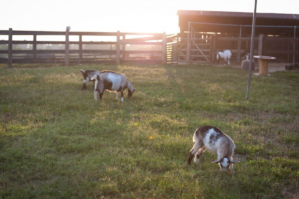 The Barn & Farmyard - Biltmore