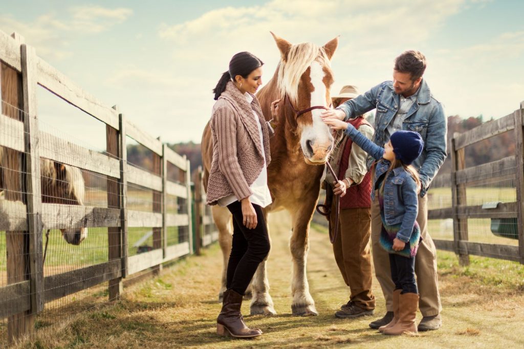 The Barn & Farmyard - Biltmore