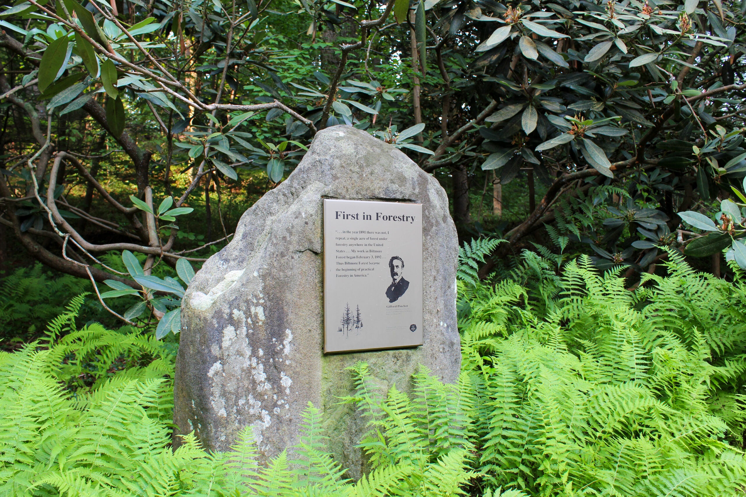 Biltmore Forest Management