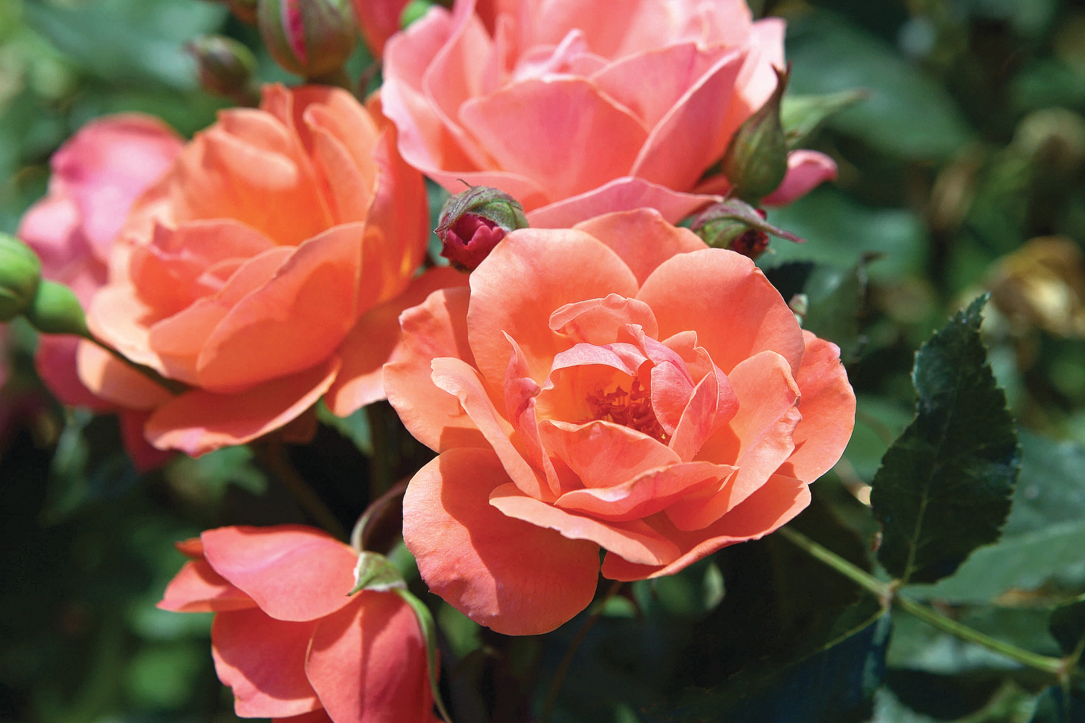 And the winner of the 2019 Biltmore Rose Trials is... - Biltmore