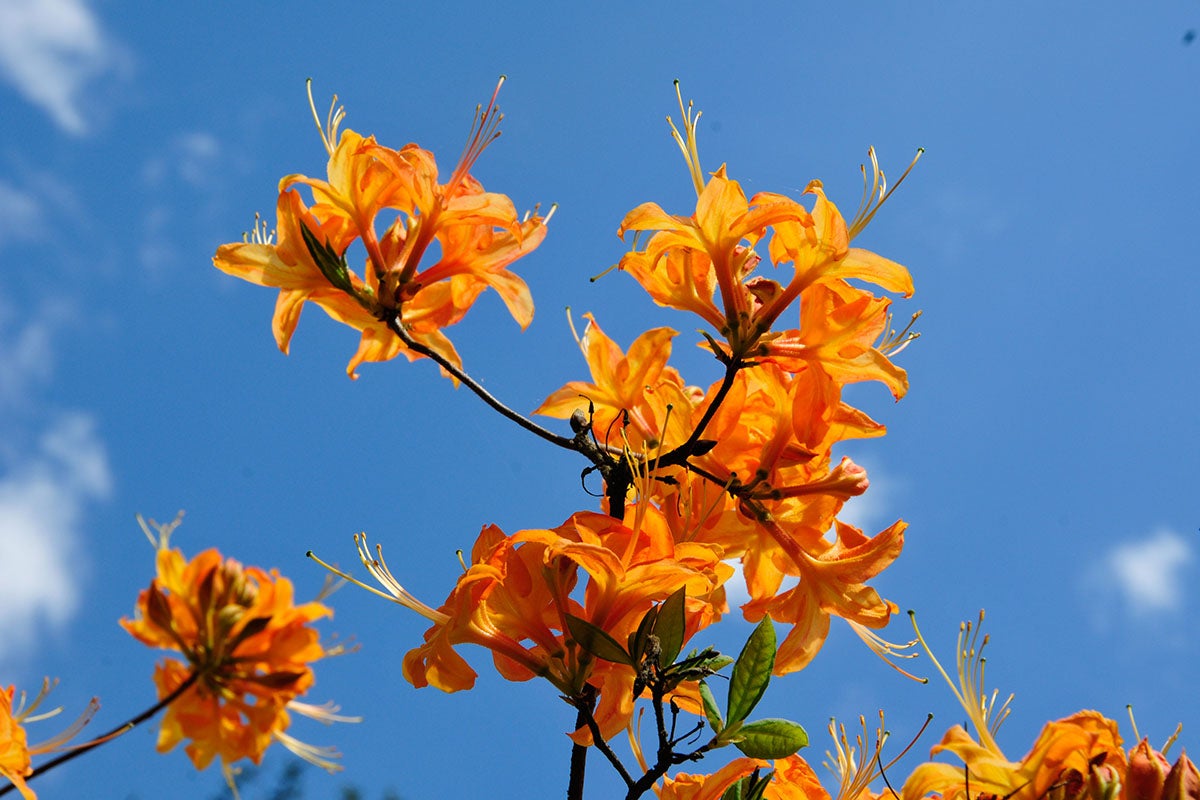 Bloom Report - Biltmore