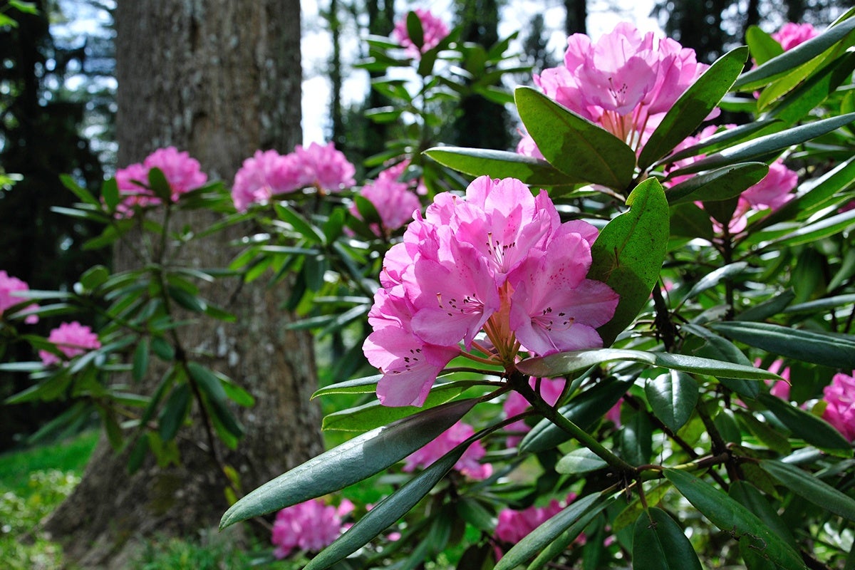 Bloom Report - Biltmore