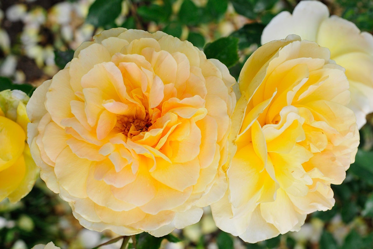 Bloom Report - Biltmore