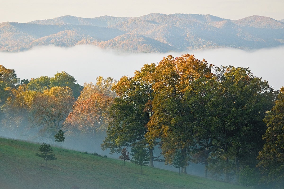 Fall Color Report - Biltmore