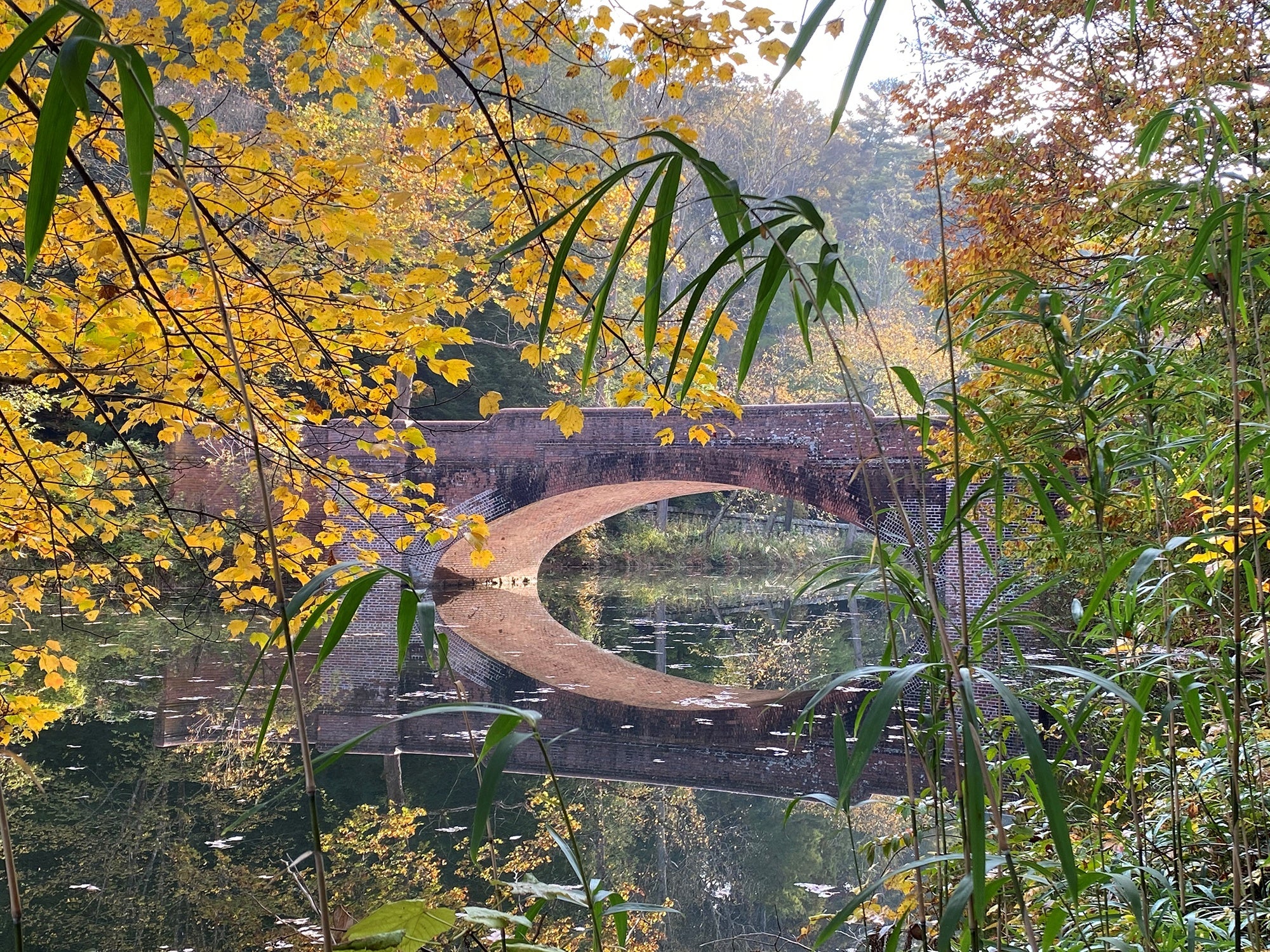 Fall Color Report - Biltmore