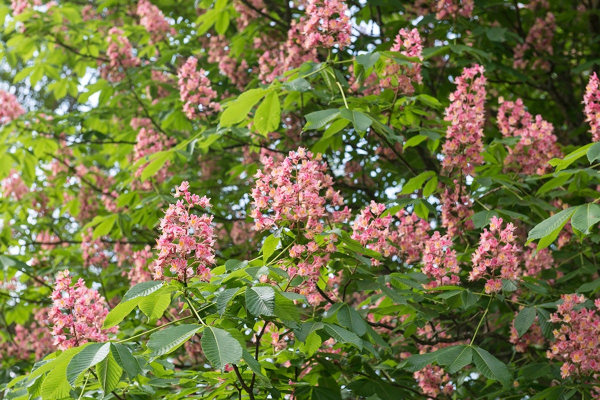 Bloom Report - Biltmore