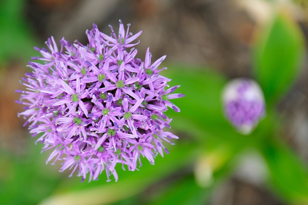 Bloom Report - Biltmore