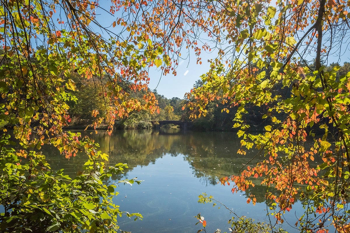 Fall Color Report - Biltmore