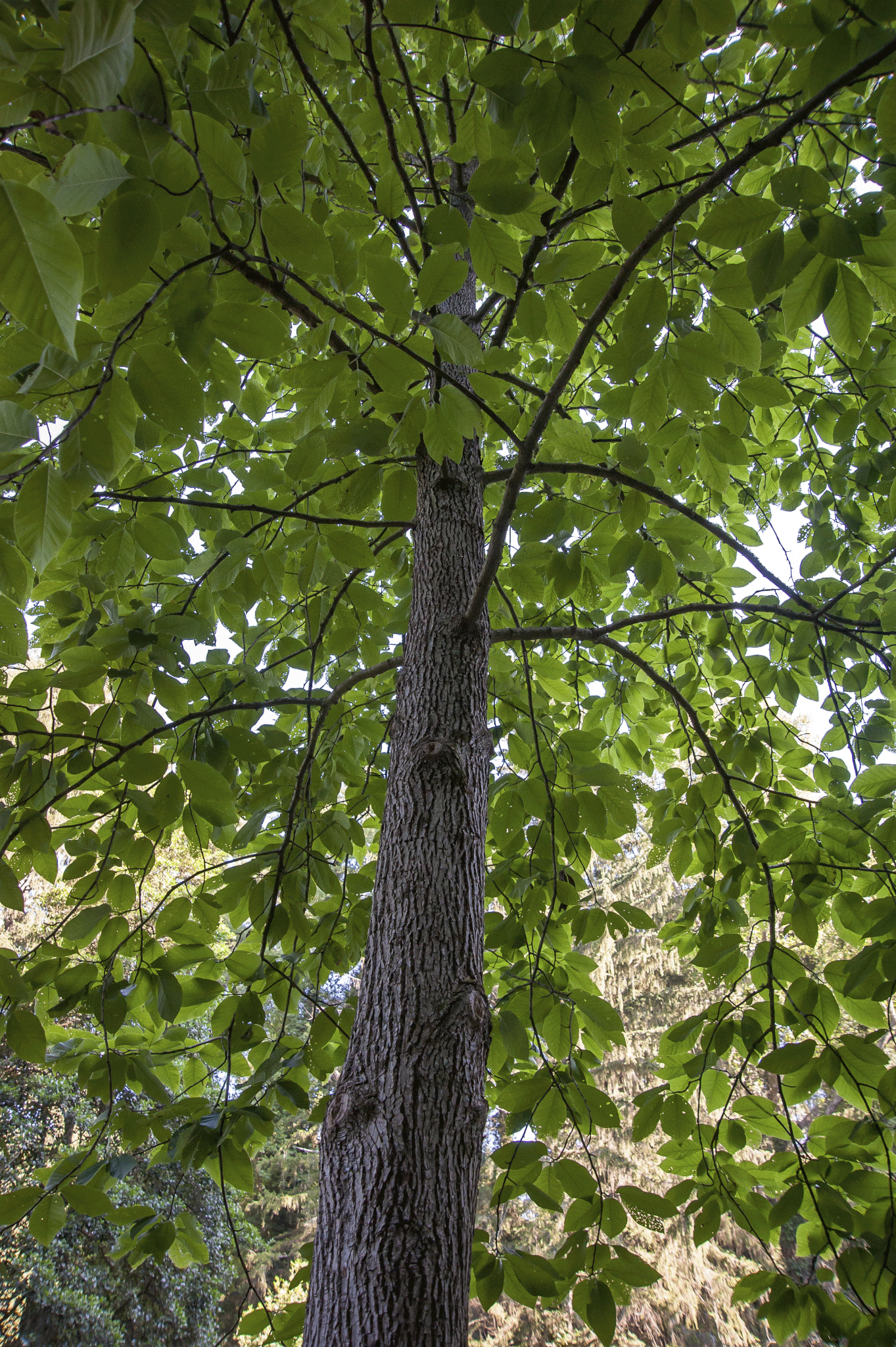 Preserving the Legacy of Cornelia Vanderbilt's "Baby Tree" - Biltmore