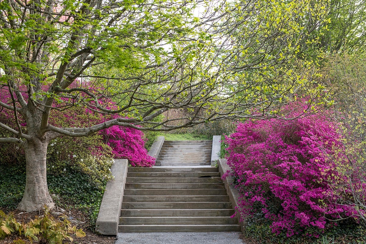 Spring at Biltmore - Biltmore