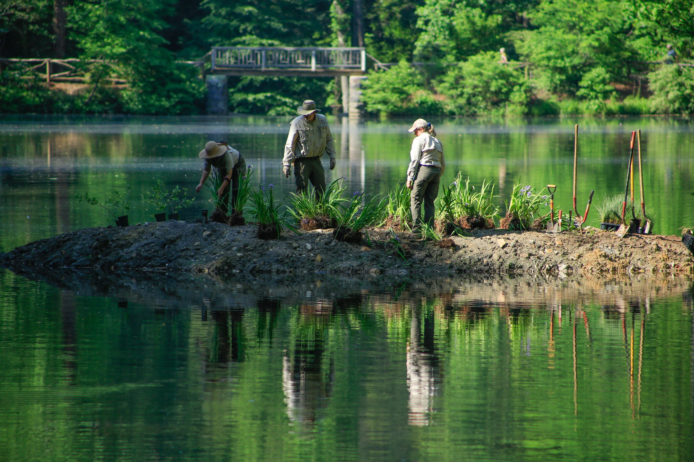 Biltmore's Bass Pond: Re-Creating the Missing Island - Biltmore