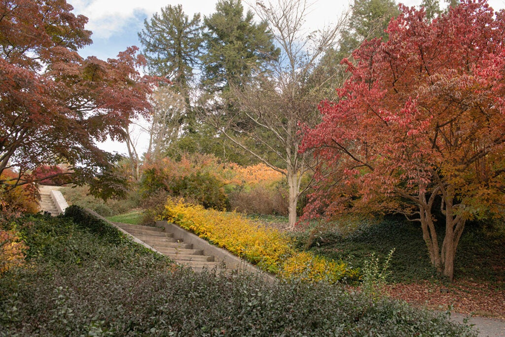 Fall Color Report - Biltmore