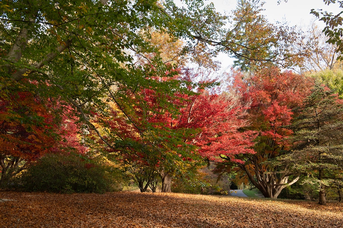 Fall Color Report - Biltmore