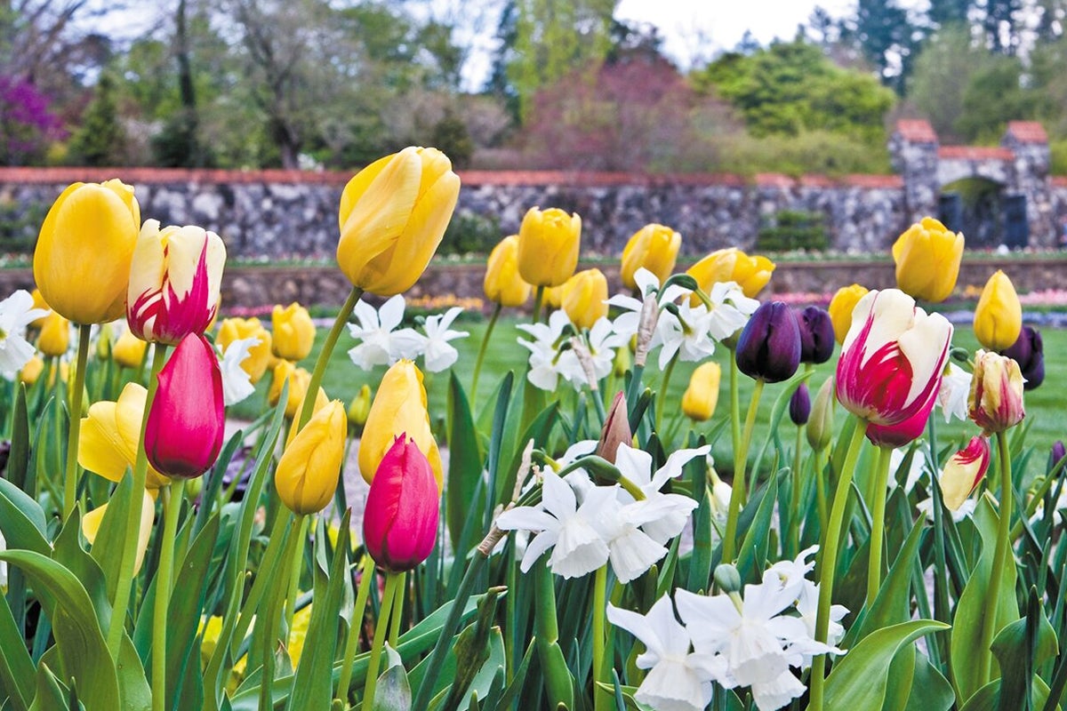 Spring at Biltmore - Biltmore