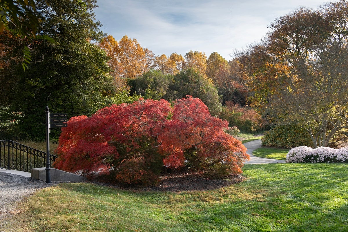 Fall Color Report - Biltmore
