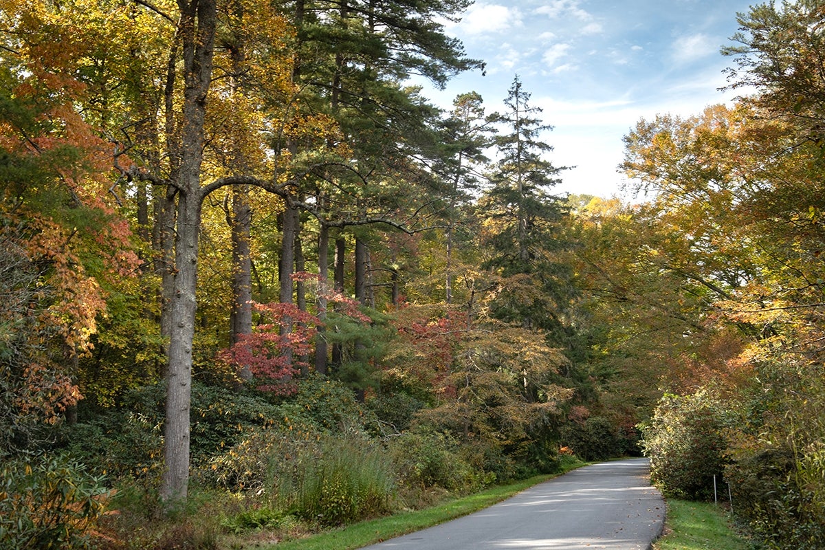 Fall Color Report - Biltmore