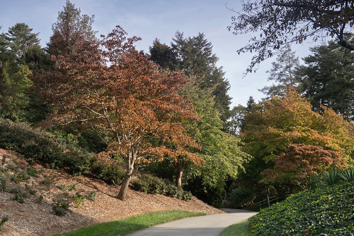 Fall Color Report - Biltmore