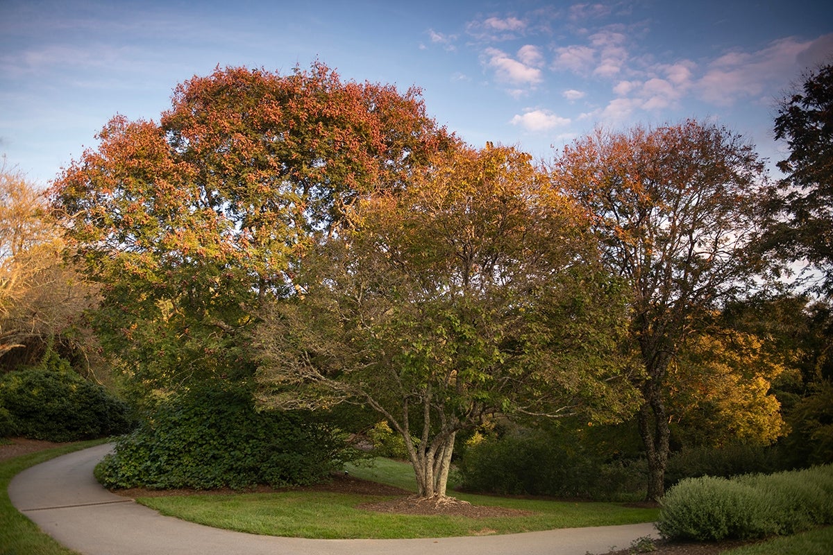 Fall Color Report - Biltmore
