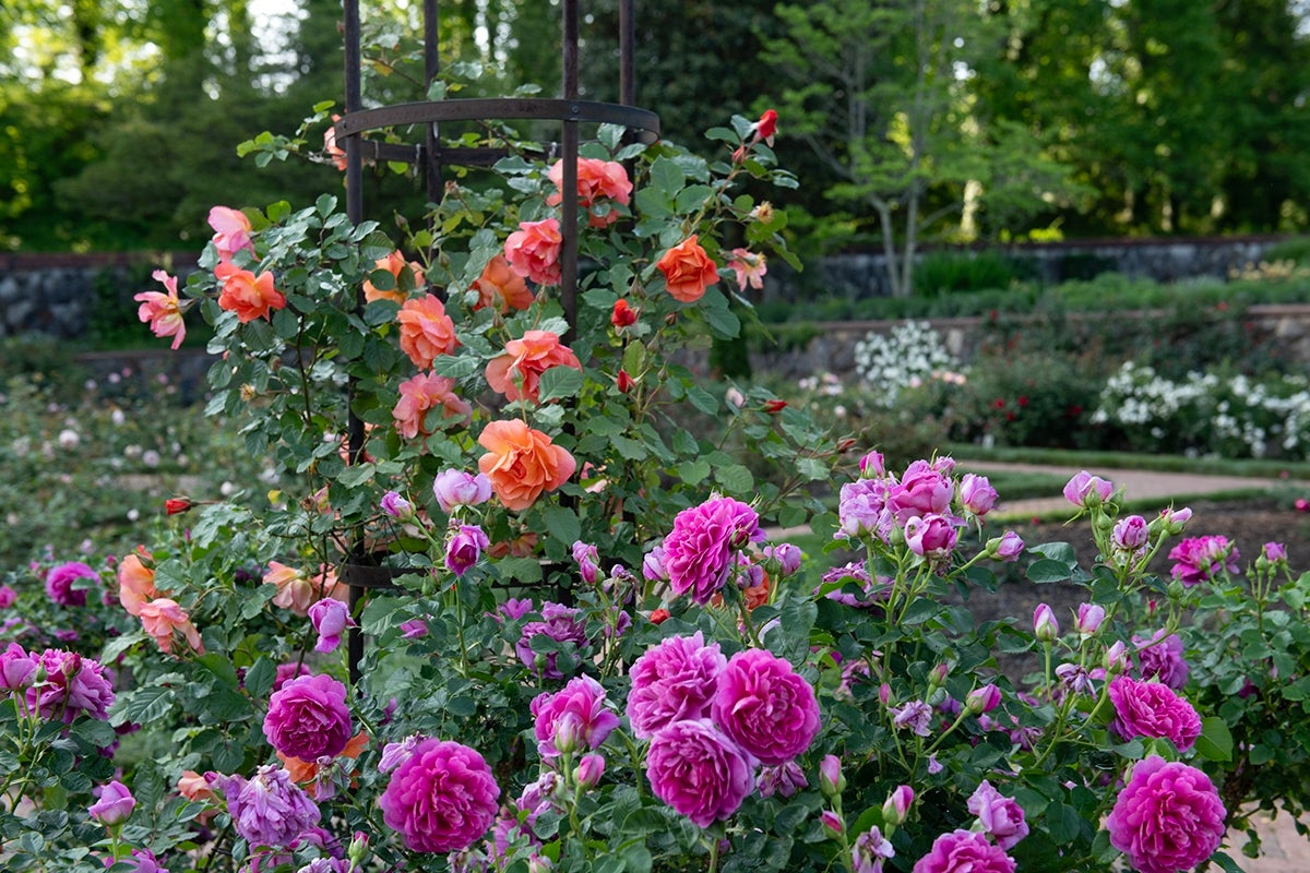 Bloom Report - Biltmore